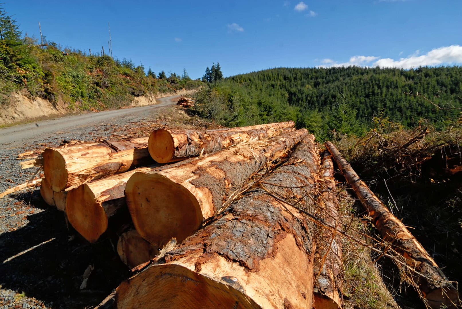 Maximize Timber Land Value When Buying or Selling | The Whitney Land ...